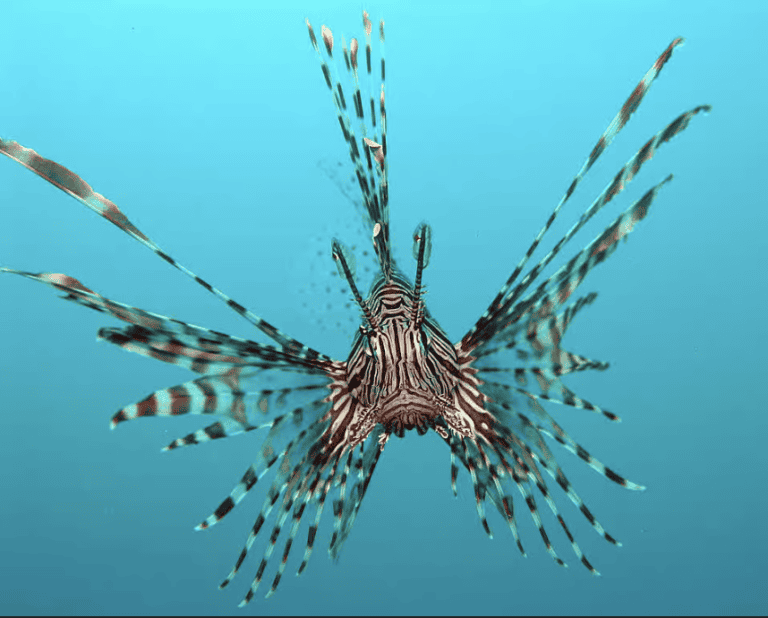 Tout savoir sur la rascasse : un poisson marin fascinant - Fraimenbon